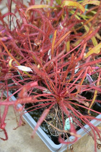 Red Cape Sundew | | plant lust