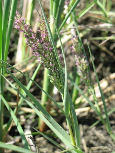 Distichlis spicata | Saltgrass | Seashore Saltgrass | plant lust