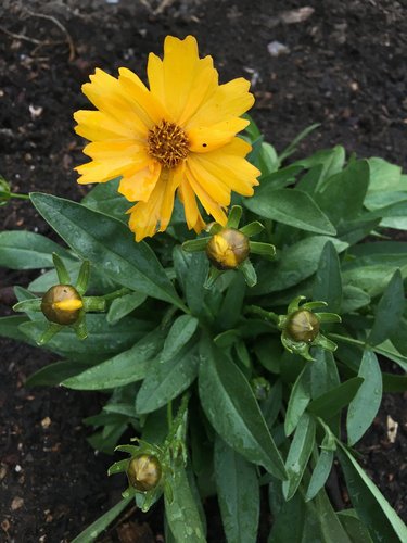 Coreopsis grandiflora 'Presto' | plant lust