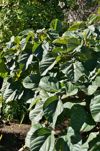 Ficus auriculata | Elephant Ear Fig Tree | Roxburgh Fig | plant lust