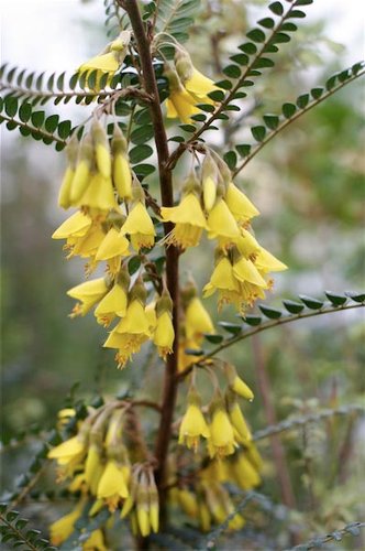 Sophora microphylla 'Sun King' | Kowhai | plant lust