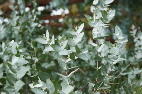 Eucalyptus cinerea | Argyle Apple | Silver Dollar Tree | plant lust