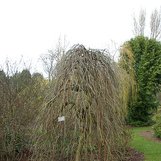 Laburnum alpinum 'Pendulum' | Laburnum alpinum 'Pendula' | Weeping ...