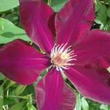 Clematis 'Mazowsze' | Clematis 'Volcano' | plant lust