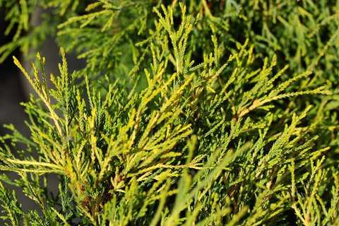 Chamaecyparis pisifera 'Sungold' | Chamaecyparis pisifera filifera ...