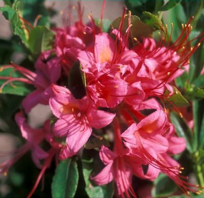 Weston's Parade Azalea | Azalea 'Parade' | Azalea 'Weston's Parade ...