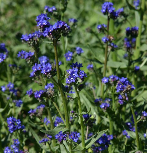 Anchusa capensis | Cape Forget Me Not | Summer Forget Me Not | plant lust