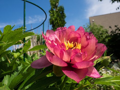 Paeonia 'Hillary' | Itoh Hybrid Peony | plant lust