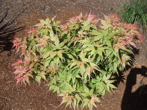 Acer palmatum 'Japanese Princess' | Japanese Princess Japanese Maple ...