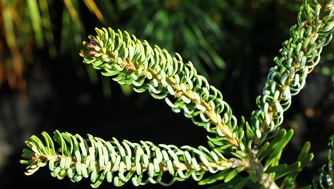 Abies koreana 'Silver Show' | Silver Show Korean Fir | plant lust