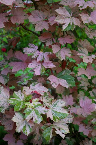Acer pseudoplatanus 'Esk Sunset' | Acer pseudoplatanus 'Eskimo Sunset ...