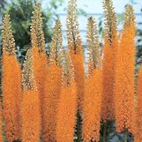 Eremurus x isabellinus 'Pinokkio' | Eremurus isabellinus 'Pinocchio ...