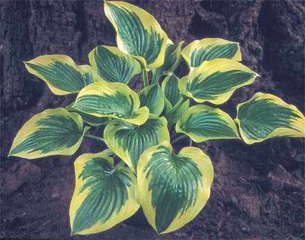 Hosta 'Queen Josephine' | | plant lust