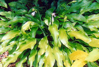 Hosta 'Pineapple Poll' | | plant lust