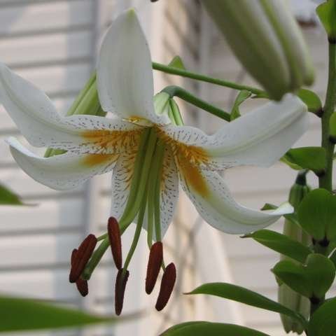 Lilium 'Lady Alice' | Lady Alice Lily | plant lust