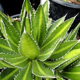 Agave lophantha 'Splendida' | Agave univittata 'Splendida' | Splendida ...