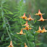 Lilium canadense | Canada Lily | Meadow Lily | Wild Yellow Lily | plant ...