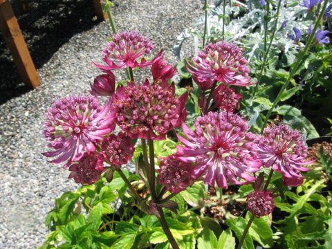 Astrantia major 'Lars' | Lars Red Masterwort | plant lust