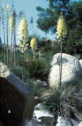 Hesperoyucca whipplei [IB107] | Yucca whipplei subsp. caespitosa IB107 ...
