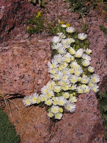 Delosperma basuticum 'White Nugget' | Malotigena frantiskae-niederlovae ...