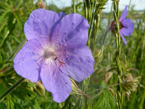 Geranium himalayense 'Irish Blue' | Irish Blue Cranesbill | Irish Blue ...