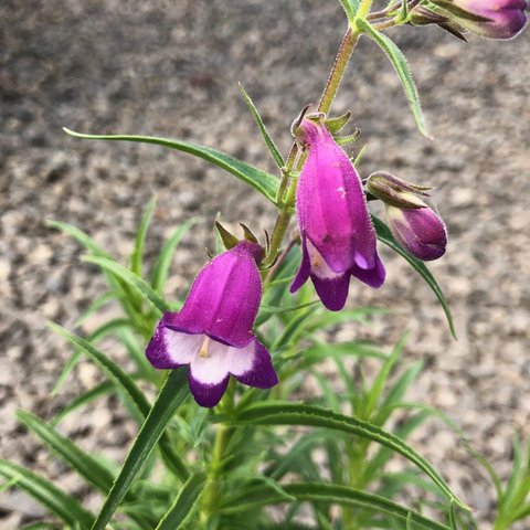 Penstemon x mexicanus 'Sunburst Amethyst' | Penstemon 'Sunburst ...