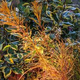 Amsonia hubrichtii 'Butterscotch' | Butterscotch Blue Star | plant lust