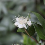 Myrtus communis | Mediterranean Myrtle | plant lust