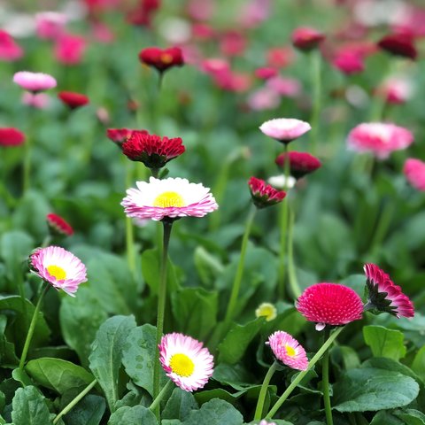 Bellis perennis 'Pomponette' mix | Bellis perennis 'Pomponette Mix ...