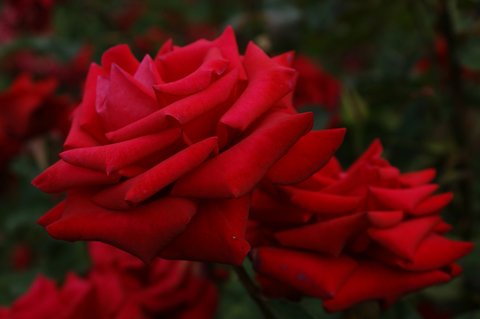 Rosa 'Kardinal' | Kardinal Hybrid Tea Rose | plant lust