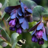 Cerinthe major 'Purpurascens' | Cerinthe major 'Purpurescens' | Blue ...