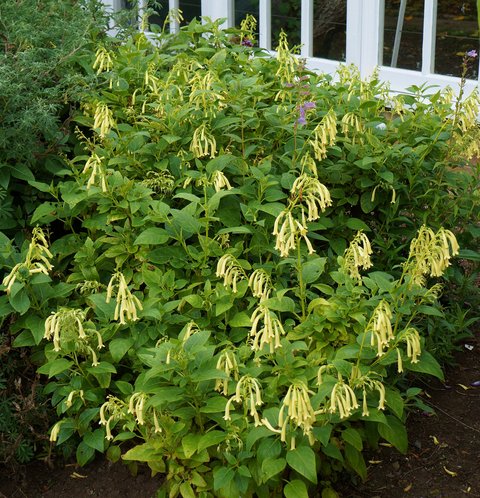 Phygelius x rectus 'Moonraker' | Moonraker Cape Fuchsia | plant lust