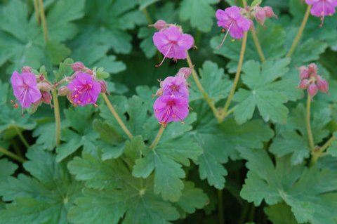 Geranium macrorrhizum 'Bevan's Variety' | Bevan's Variety Bigroot ...