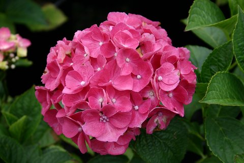 Hydrangea macrophylla 'Prinses Beatrix' | Hydrangea macrophylla ...