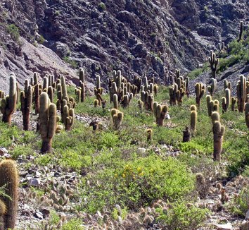 Helianthocereus from multiple nurseries on Plant Lust