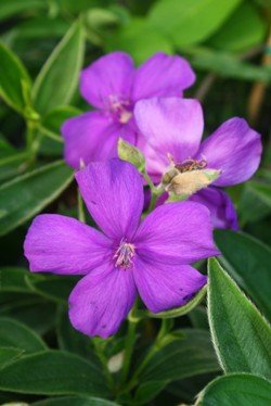 Tibouchina urvilleana 'Athens Blue' | Athen's Blue Dwarf Princess ...