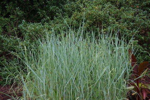 Panicum virgatum 'Prairie Sky' | Prairie Sky Switch Grass | plant lust