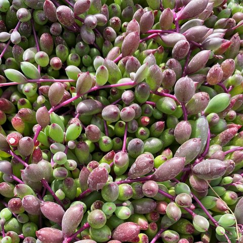 Senecio herreanus 'Purple Flush' | | plant lust