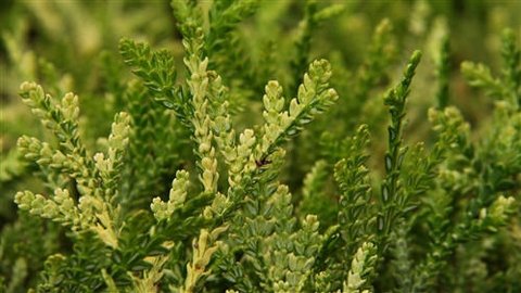 Thujopsis dolabrata 'Variegata' | Thujopsis dolobrata 'Variegata ...