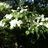 Cornus x rutgersensis Constellation™ PP07210 | Cornus rutgersensis ...