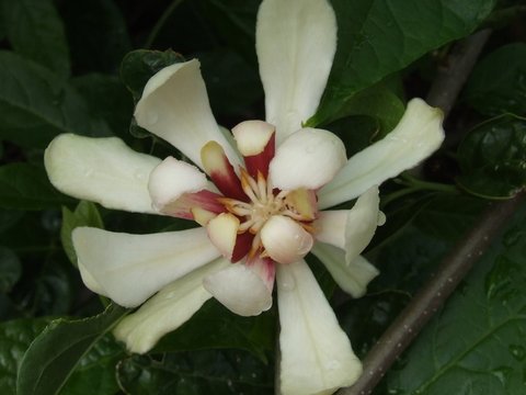 Calycanthus 'Venus' PP15925 | Calycanthus x raulstonii 'Venus ...