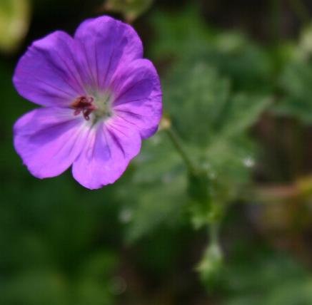 Geranium 'Jolly Bee' PP12148 | Jolly Bee Hardy Geranium | plant lust