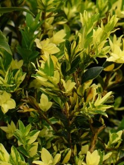 Buxus sinica var. insularis 'Sunburst' | Buxus koreana 'Sunburst ...
