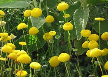Cotula lineariloba 'Big Yellow Moon' | plant lust
