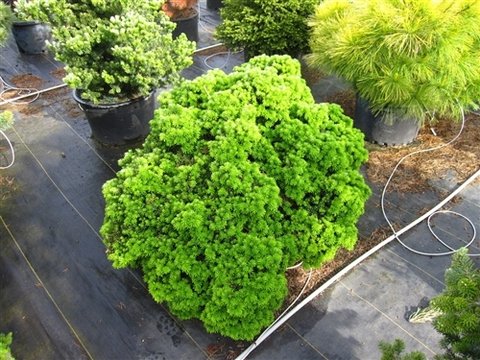 Abies koreana 'Cis' | Cis Korean Fir | plant lust