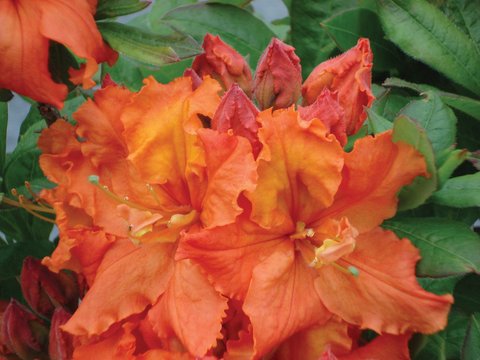 Gibraltar Azalea | Azalea 'Exbury Gibralter' | Azalea 'Gibraltar ...