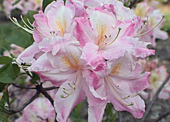 Tri-Lights Azalea | Azalea 'Tri-Lights' | Azalea Exbury 'Tri Lights ...