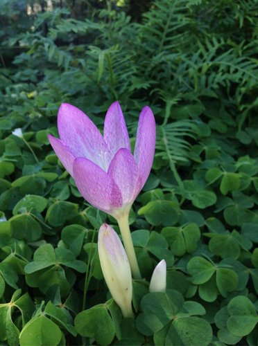 Colchicum 'The Giant' | Colchicum 'Giant' | Autumn Crocus | Giant ...