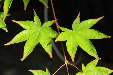 Acer palmatum 'Shigarami' | Shigarami Japanese Maple | plant lust