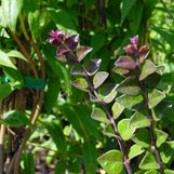 Lonicera nitida 'Red Tips' | Lonicera ligustrina 'Red Tips' | Red Tips ...